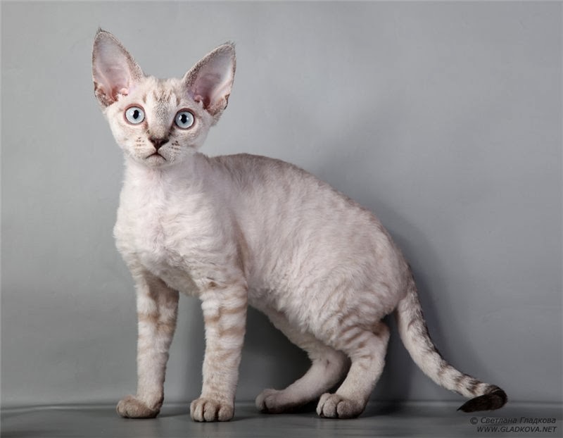 Devon Rex