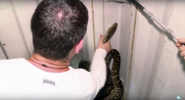Moment pest controller is strangled by huge python while filming ...