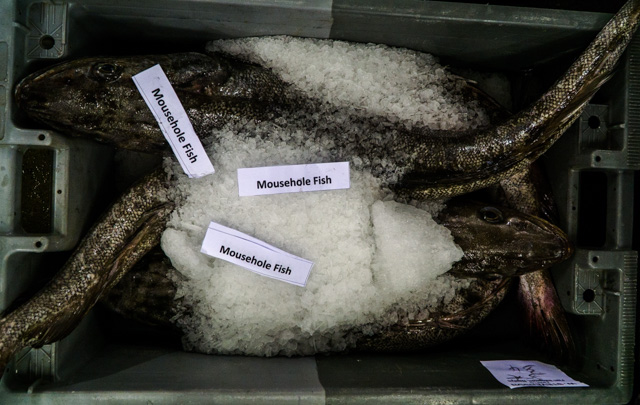 Through the Gaps! - Newlyn Fishing News: Full of the finest # ...