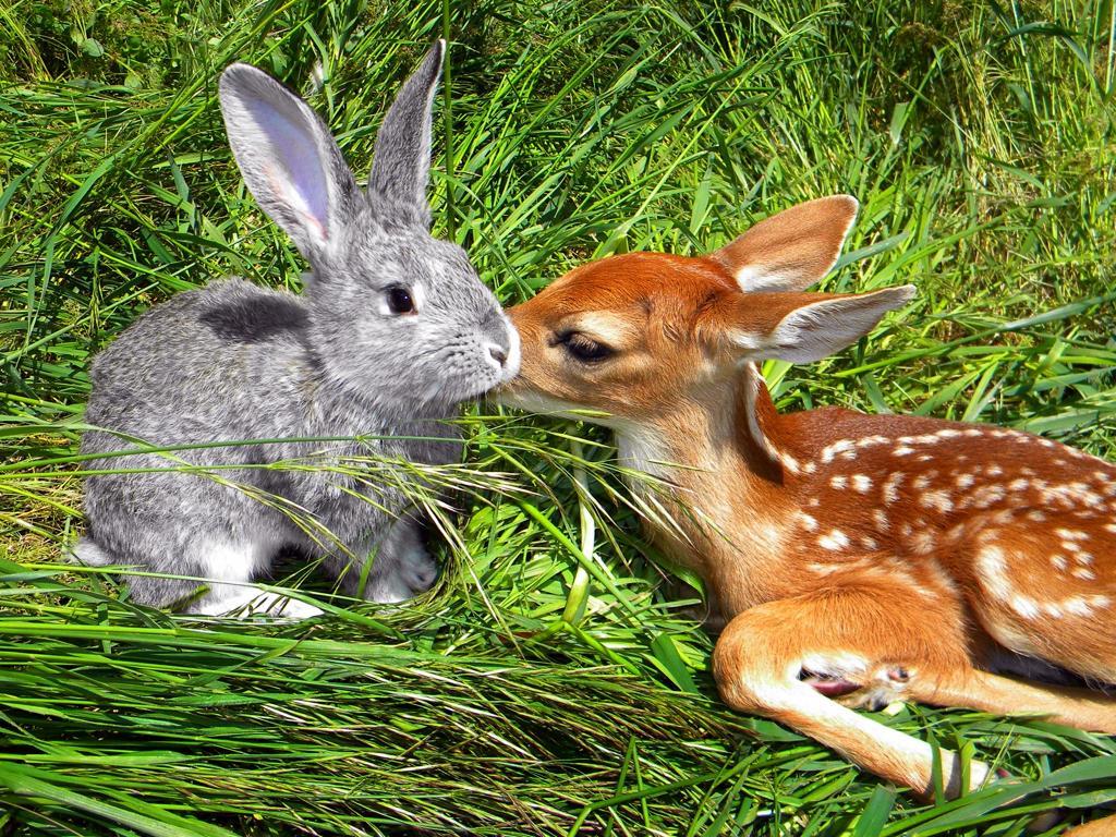 White Wolf : 10 Animal Friendships You Never Thought Would Exist