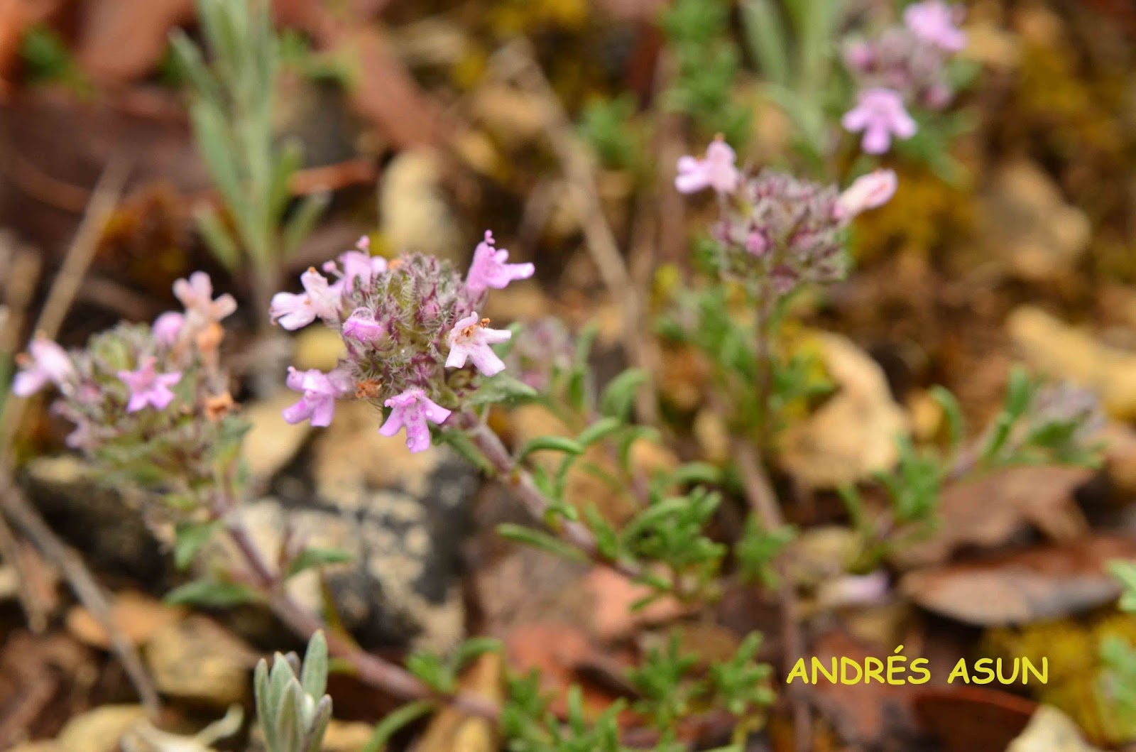 Flores silvestres de la Cordillera Cantábrica: LABIADAS - Labiatae