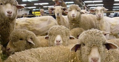 The Sheep Whisperer: Hope for Nervous Ninnies