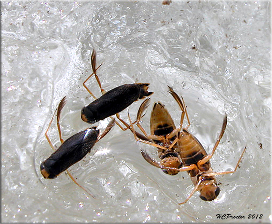 The Home Bug Garden: Friday Bug: Ice Boatmen