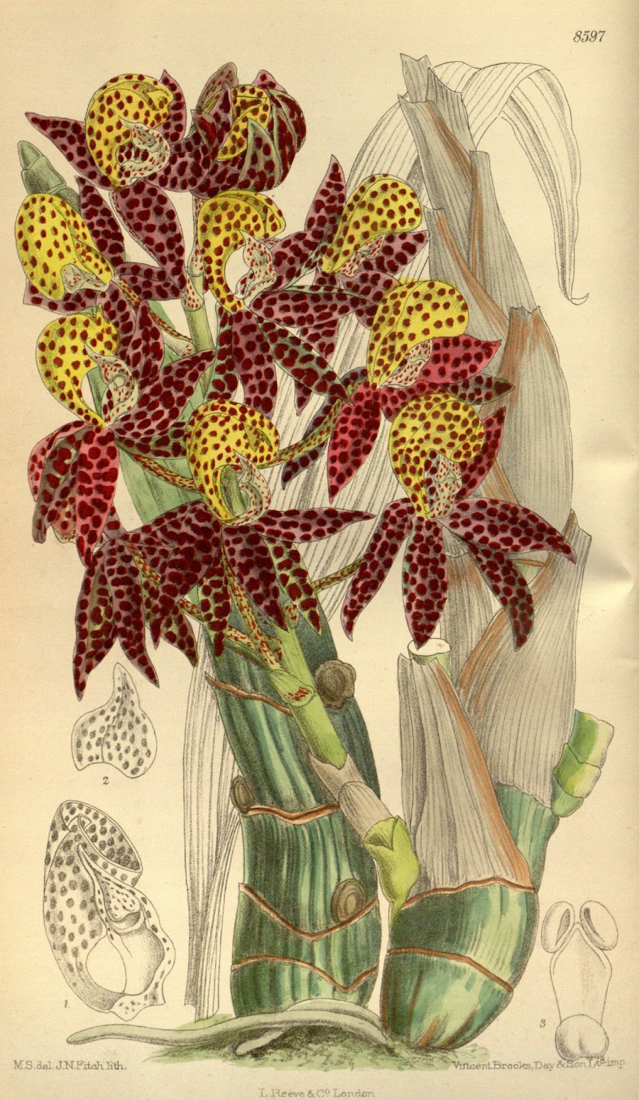 EXPOR ORQUIDEAS.COM: Clowesia - Mormode - Cycnoches