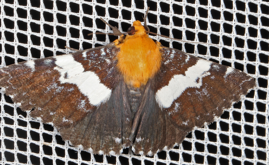 BunyipCo: National Moth Week