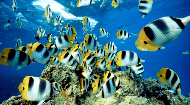 Butterfly Fish | The Biggest Animals Kingdom