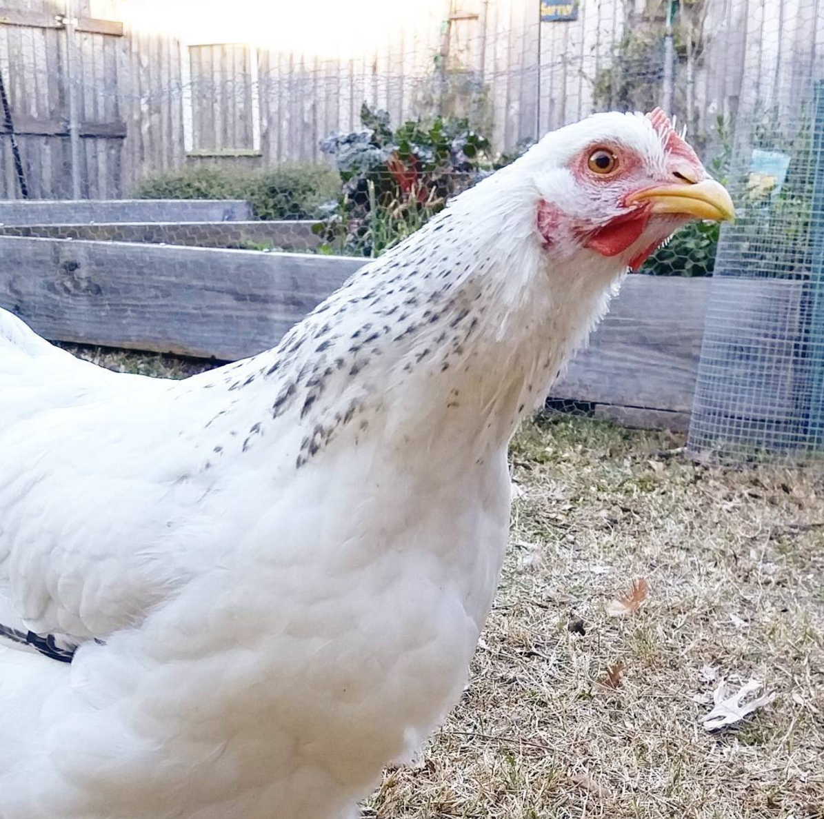 La Maison Boheme: February Chicken Report