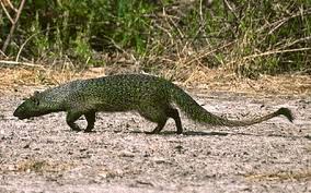 vals alentejo: Herpestes Ichneumon- strange animal.