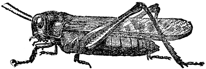 Echoes from the Geekcave: RMA: Cave Locust