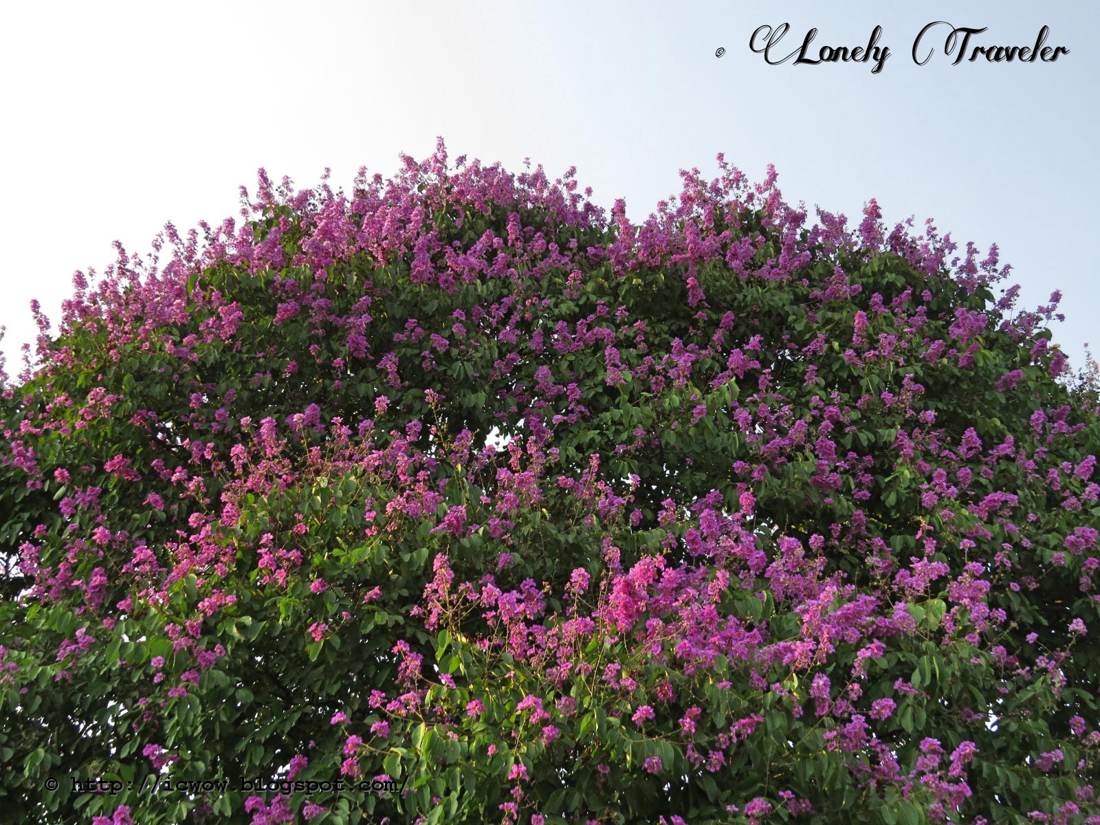 Jarul ful (জারুল ফুল) - Lagerstroemia speciosa