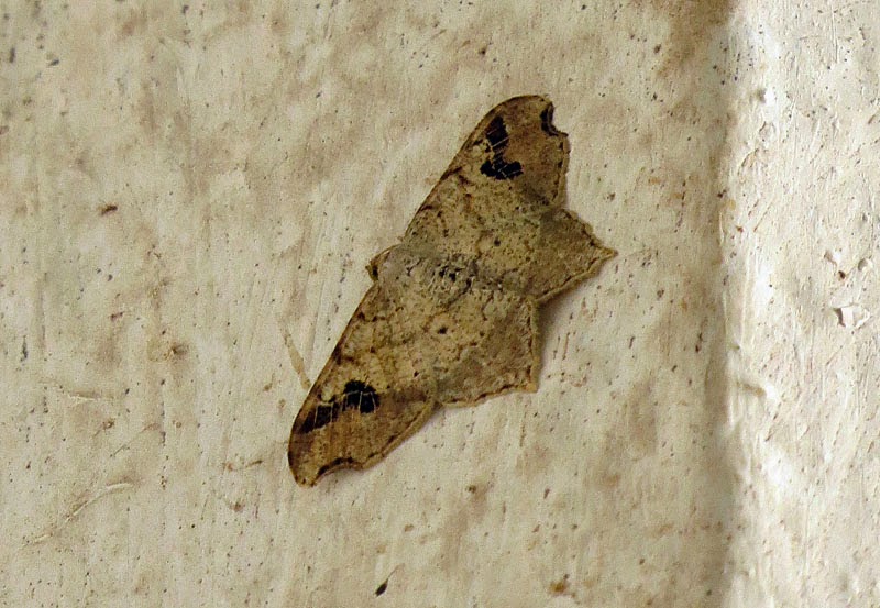 Birdernaturalist: Some Jamaican Moths