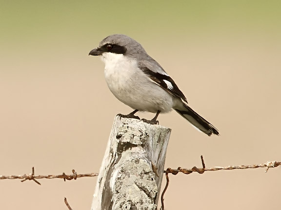 Ecobirder: Loggerhead Shrike the Butcher Bird