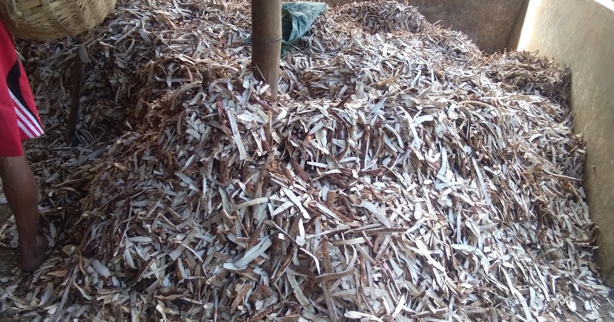 JUAL BORONGAN KULIT SINGKONG Rp 850/kg DAN BONGGOL (PONGKOL) SINGKONG ...