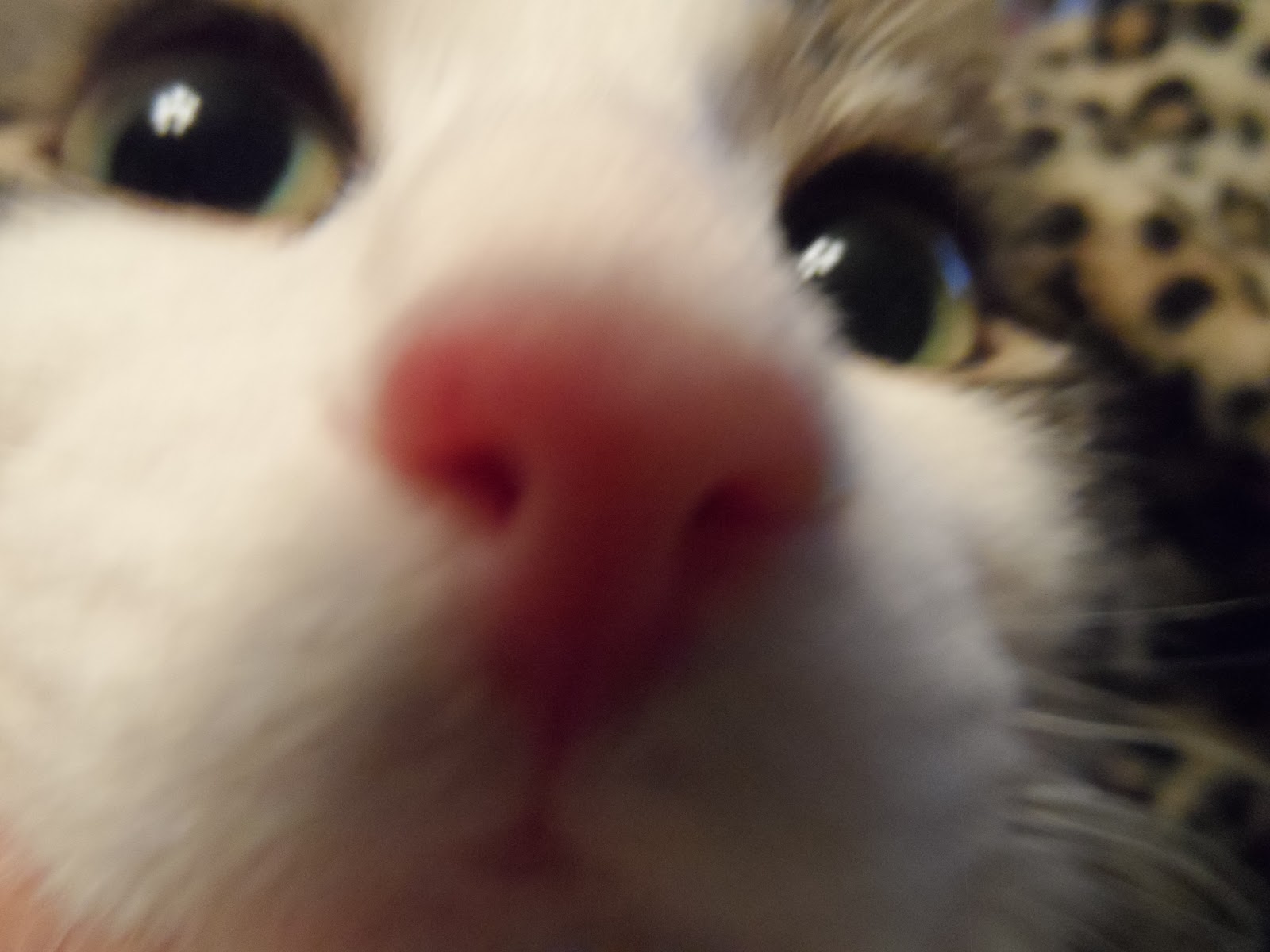 Anakin The Two Legged Cat: New Photo ~ Anakin Extreme Close Up!