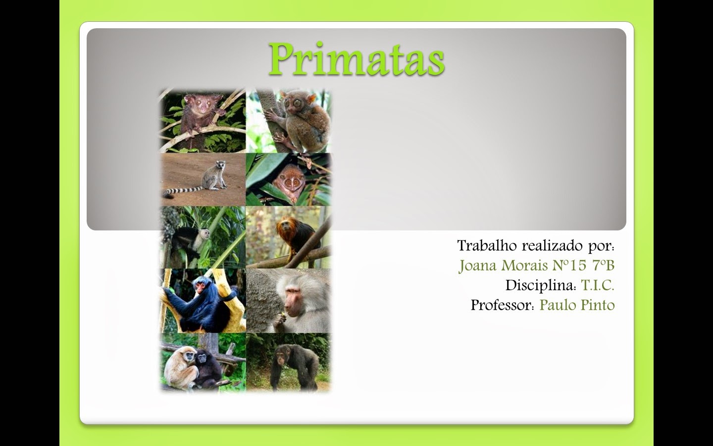 Turma 8b ♥ Primatas ♥