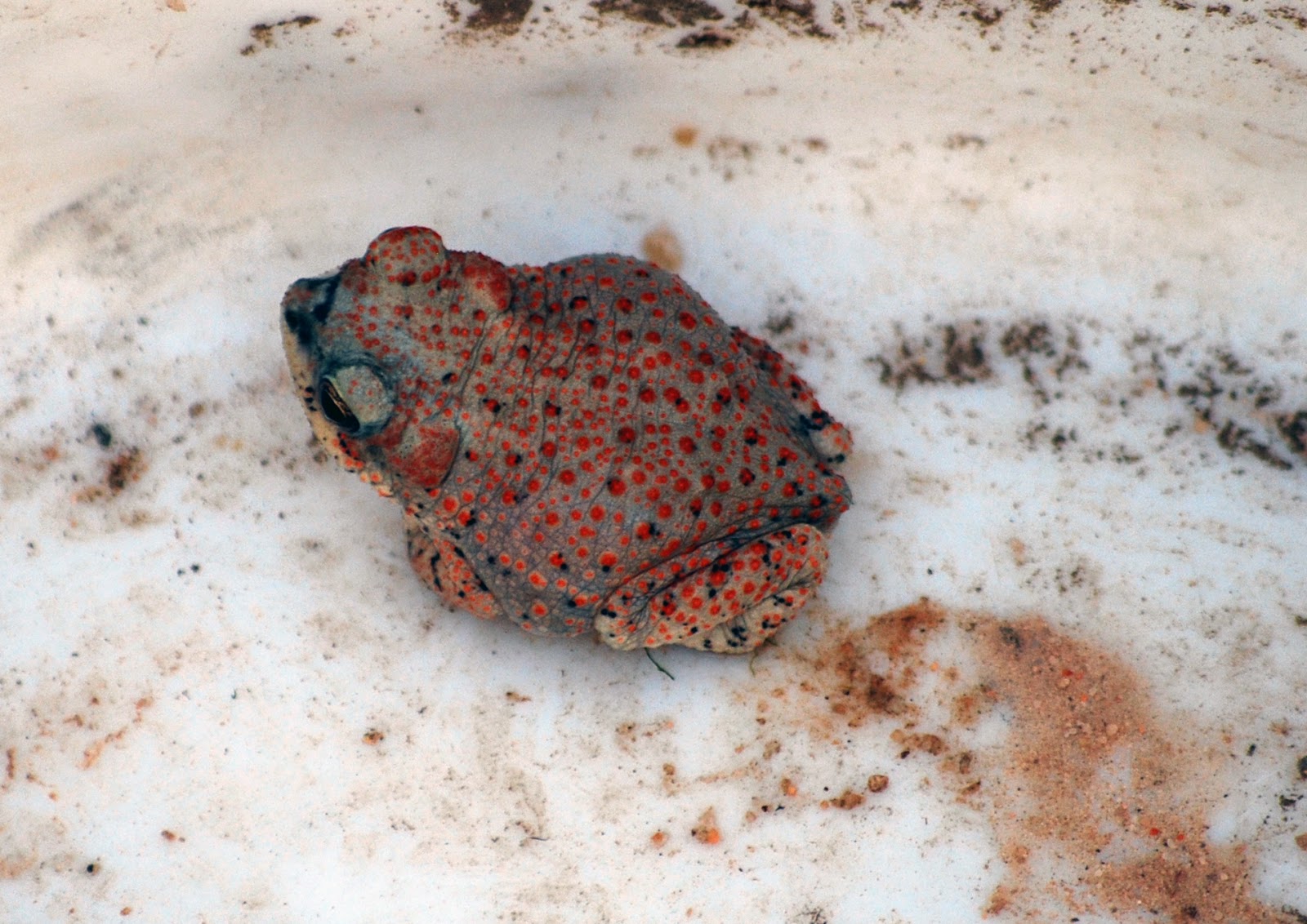 Chasing 1000 Species: Summer Herp Field Trip