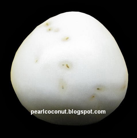 Coconut Pearl Buntat Kelapa : Pearl Coconut / Kelapa Buntat