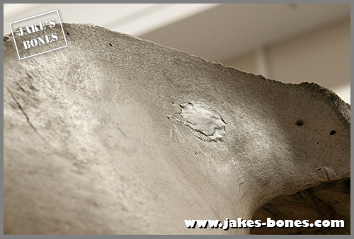 Looking closely at an Indian elephant skeleton : Jake's Bones