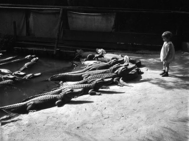 27 Incredible Vintage Photos of People Posing With Alligators, Even ...