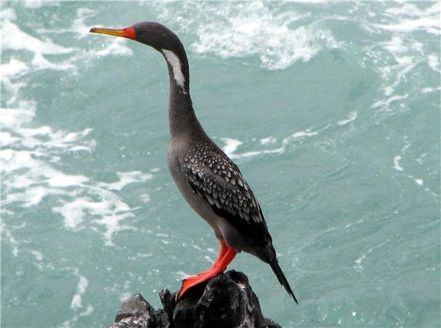 Animales de la region costa del peru - Imagui