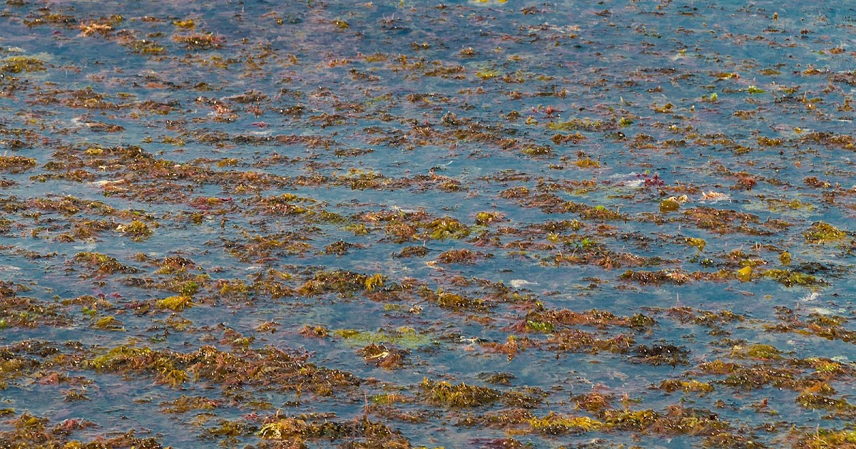 PROYECTO ALGAS: ROÑA, PLAGA Y OPORTUNIDAD