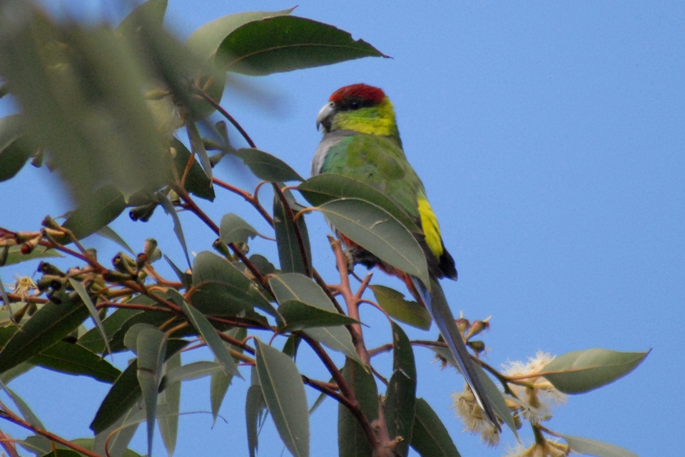 Kay Parkin Birding: Cheynes Beach & South West WA