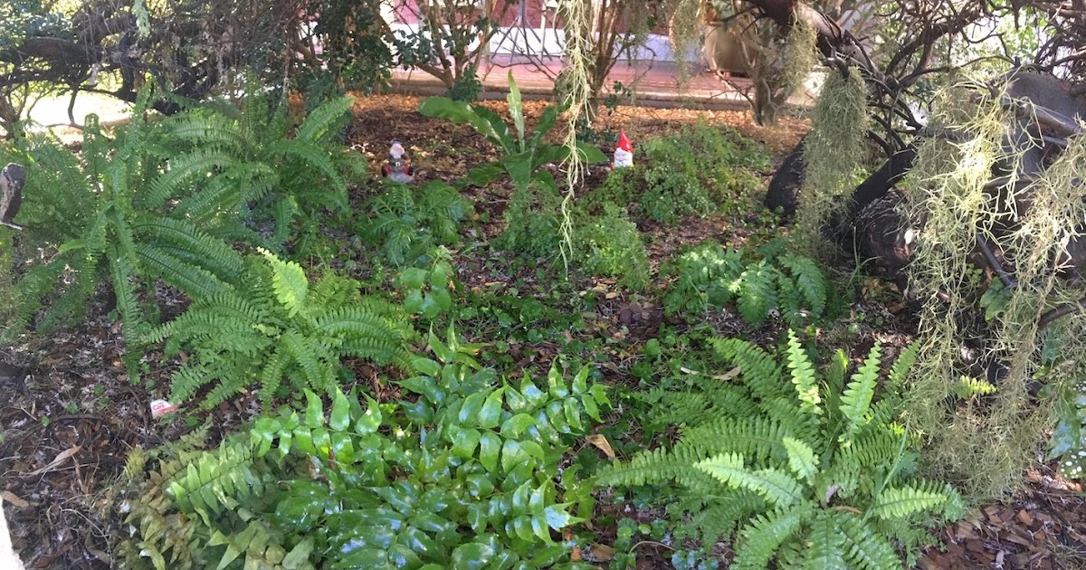 Garden amateur: We have a fernery!