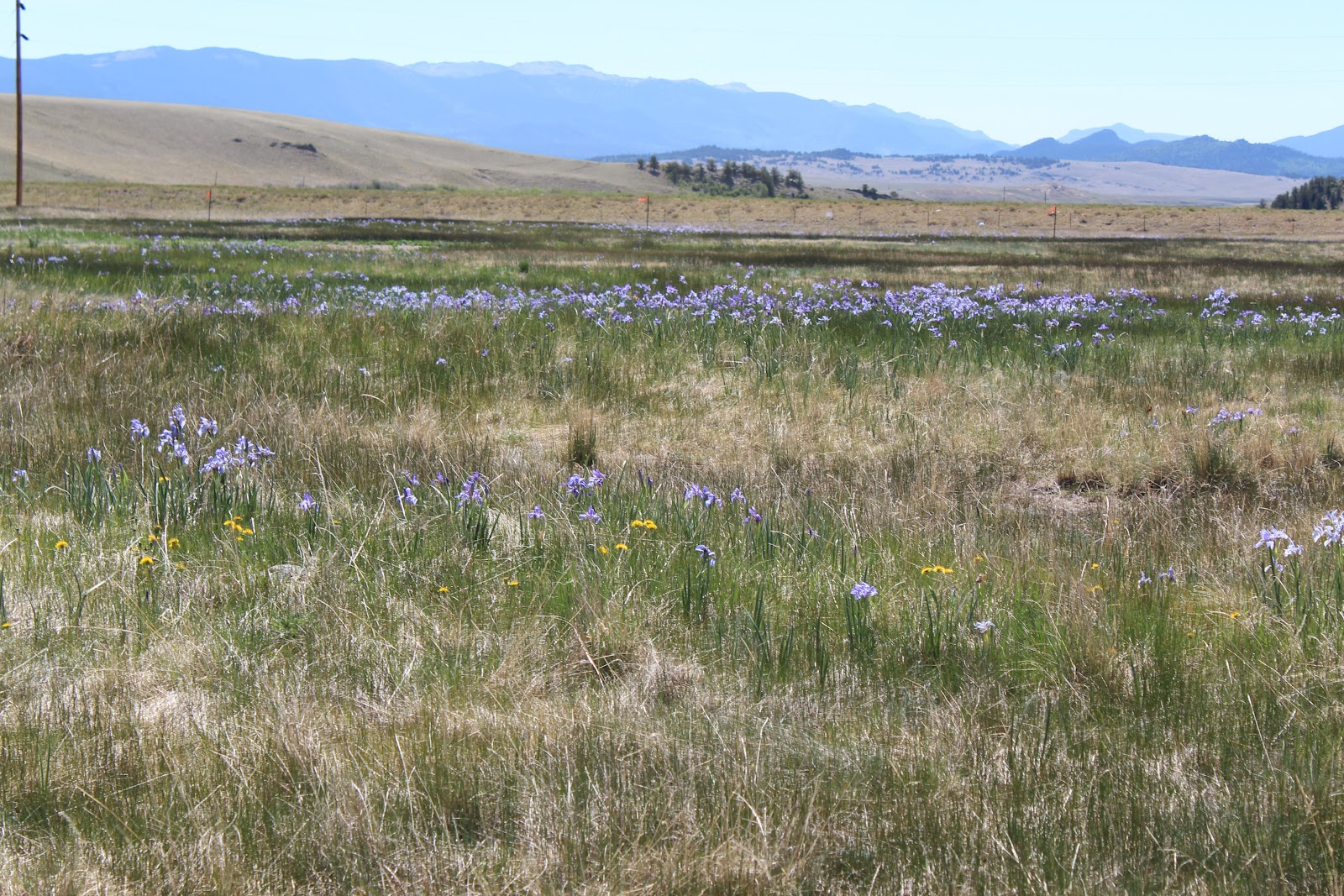 Jefferson County Colorado Wildflowers: June 2012
