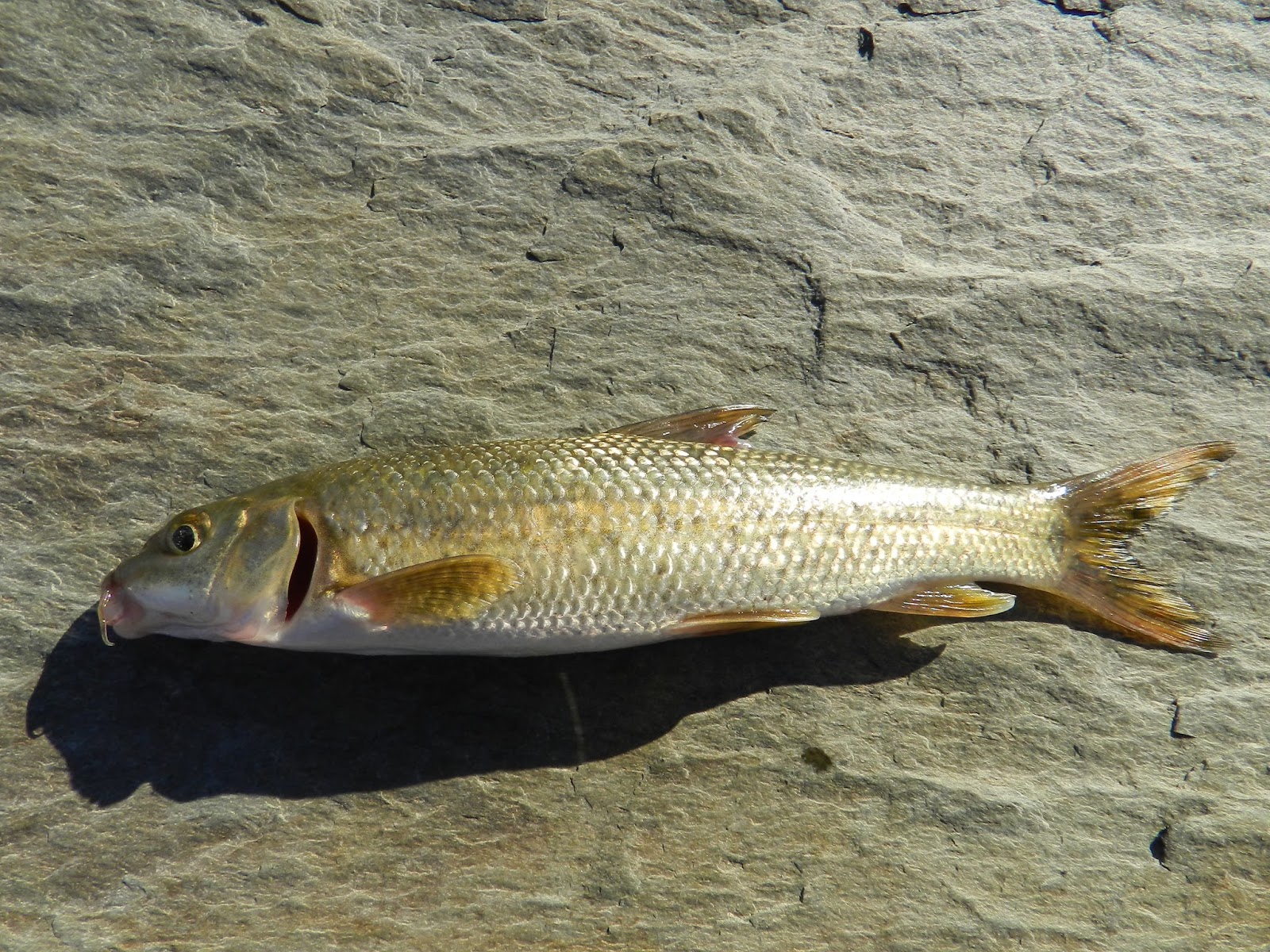Recursos medioambientales: Barbo común (Barbus bocagei)