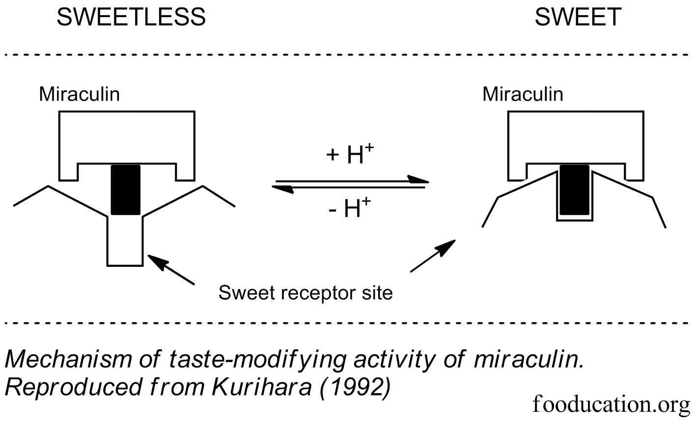 FOODUCATION.ORG: Facts about miracle fruit (miraculin revisited - part 2:2)