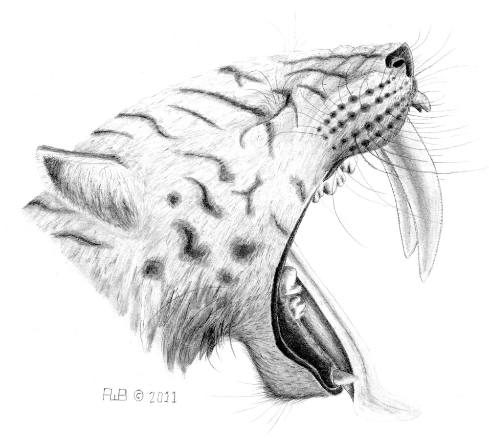 The Coastal Paleontologist: New artwork III: Smilodon life restoration