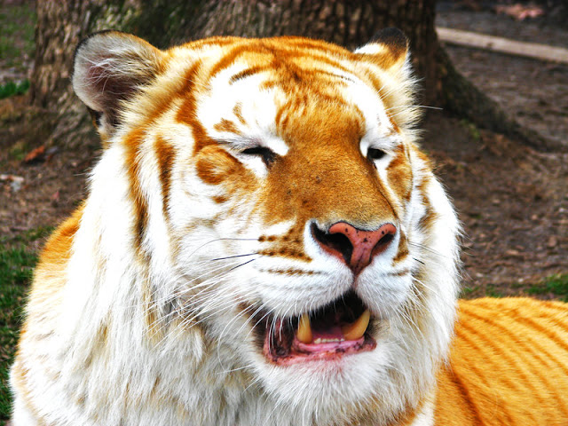 Tigre dorado - Imagui