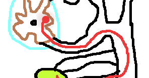 easyhumanatomy: Gray and white rami communicans of spinal nerves