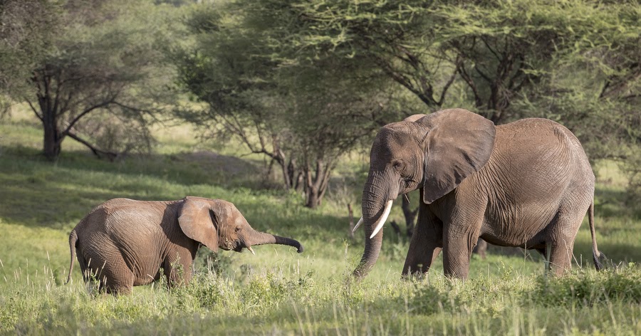 Jeff Cable's Blog: The adorable baby animals in Africa
