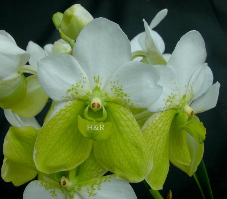 Make It Davao: Orchid Capital of the Philippines