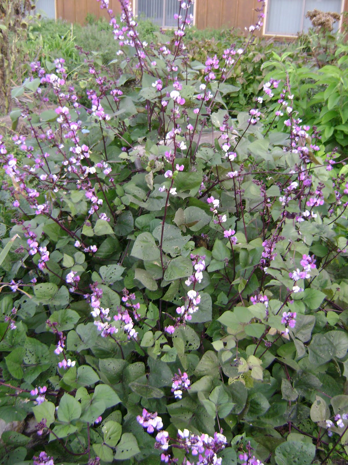 Riley County Extension Blog: Hyacinth Bean