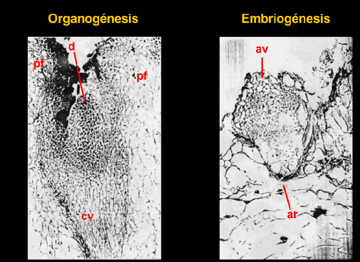 elizeth nayeli miranda daza: UNIDAD III TECNICAS IN VITRO EN EL CULTIVO ...