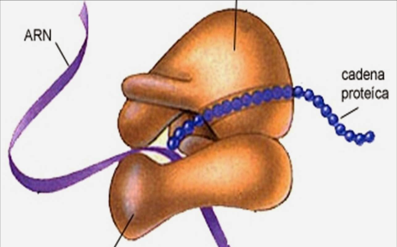 Citología: Citología: