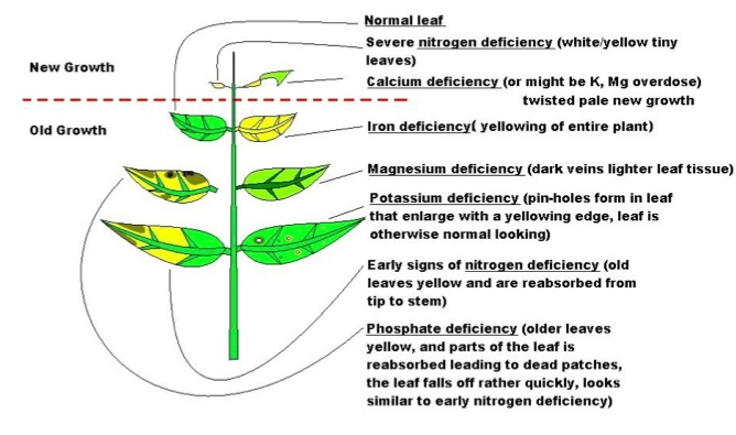 Plant Nutrient Deficiency Leaf Illustrations and Charts Reference Guide ...