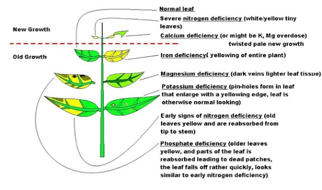 Plant Nutrient Deficiency Leaf Illustrations and Charts Reference Guide ...