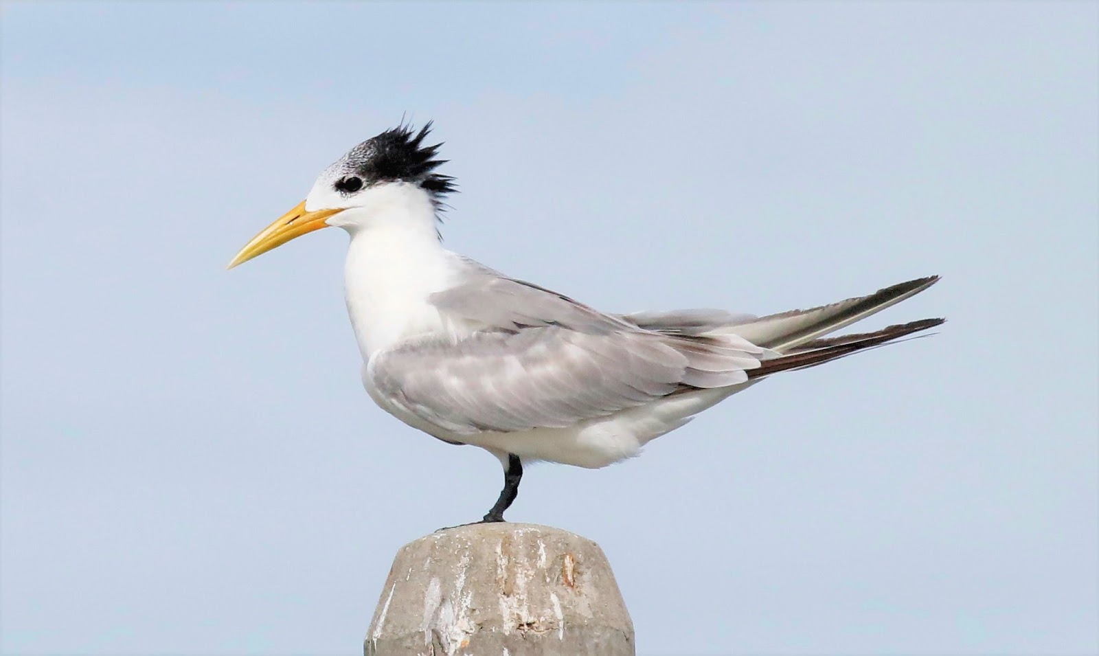 Ron-Nature-Adventures: Great Crested Tern (Thalasseus bergii)
