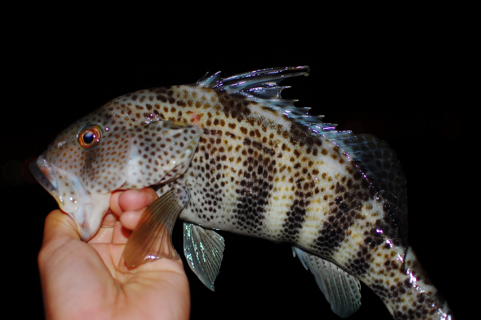 SoCal Fish N Tips: Fish Report: Finally a Sargo