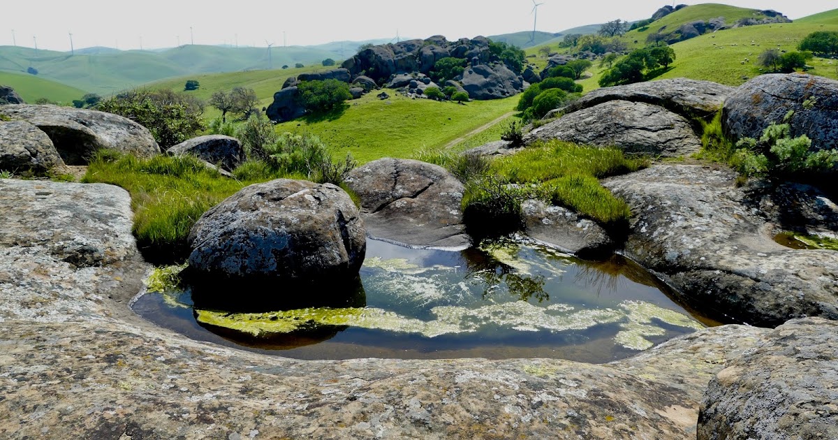 The Curlew: Vernal Pools at Vasco Caves