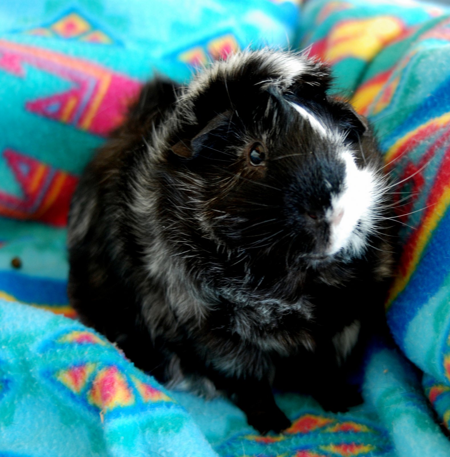 Panda Pig's Peace Sanctuary: Way of the Guinea Pig!: Portrait of an ...