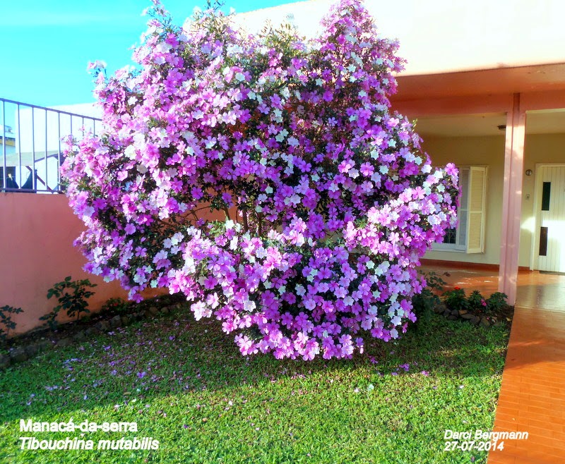 Plante Uma Vida, Plante Uma Árvore: Manacá-da-serra e sua florada ...
