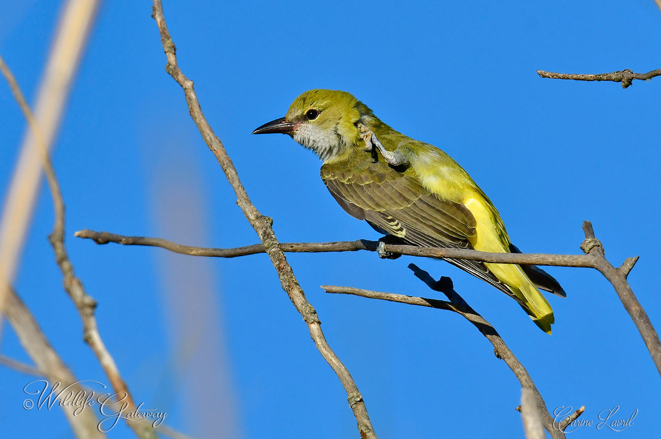 WILDLIFE GATEWAY: Loriot d'Europe