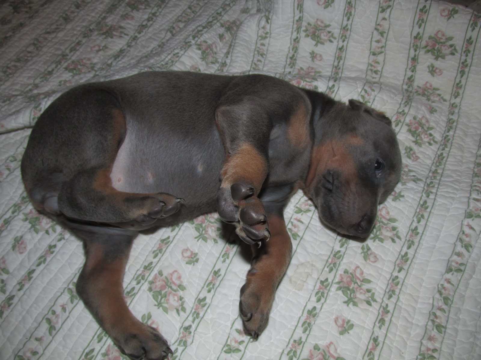 Abby's AKC Doberman Puppies: Blue Female - Sold