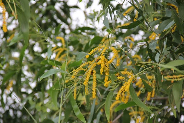 Singapore Plants Lover: Acacia confusa