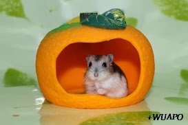 +WUAPO MODA CANINA Y MAS: HAMSTER RUSO