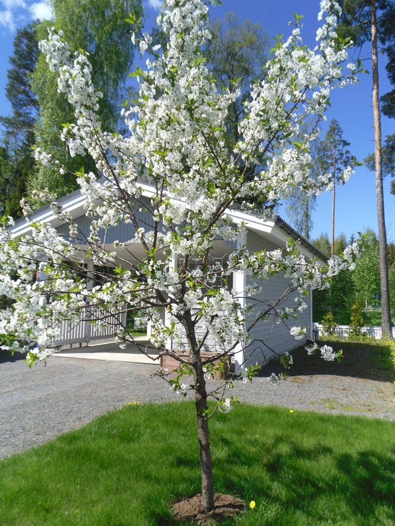 Äidin ja Tyttären käsityöt: Keväällä kun kirsikkapuu kukki....